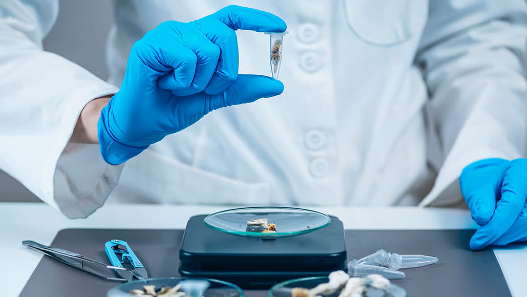 “Magic Mushrooms,” Psilocybin and Mental Health | University Hospitals