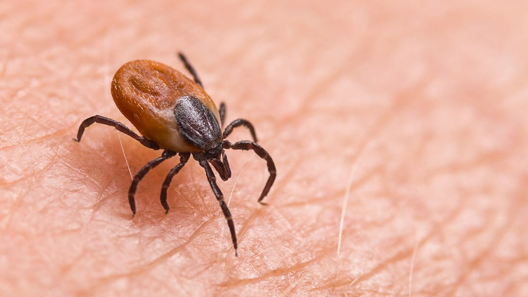 Lyme Disease: Why Early Treatment Matters | University Hospitals